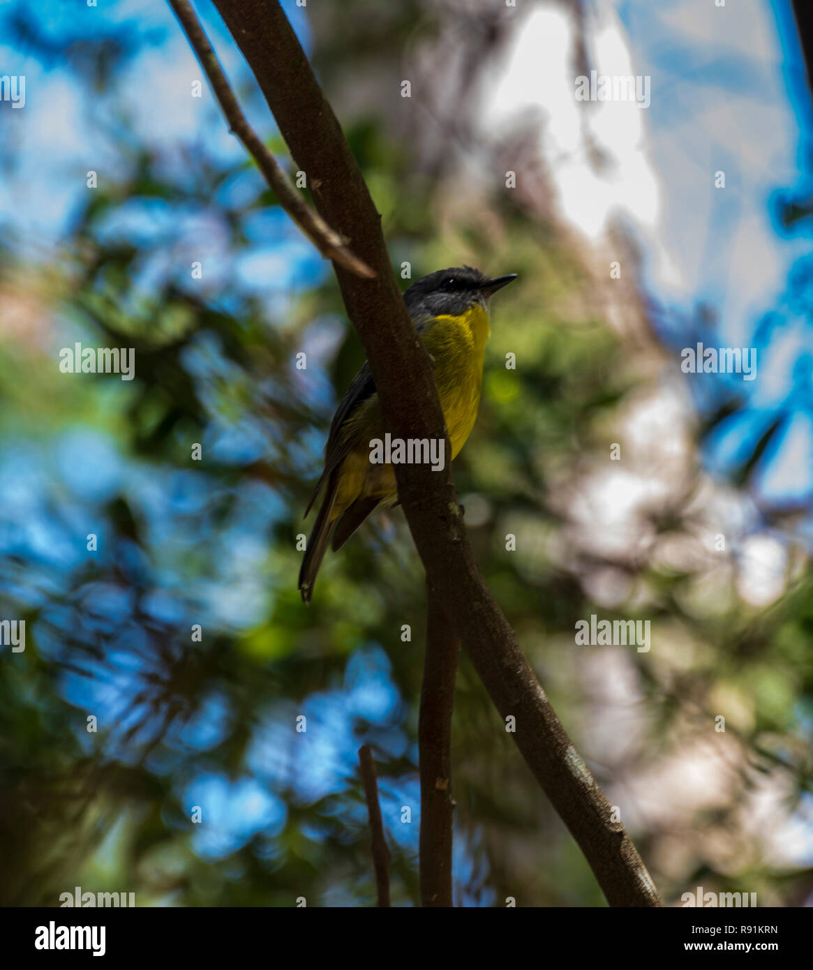 Birds in the trees in Korumburra botanical Gardens Victoria Australia ...