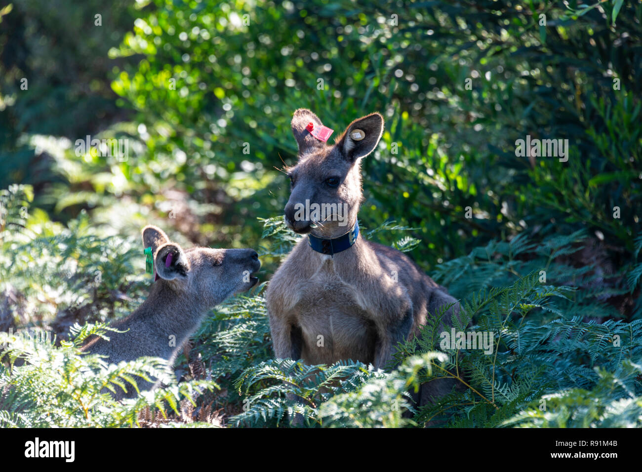 Kangaroo eating hi-res stock photography and images - Alamy