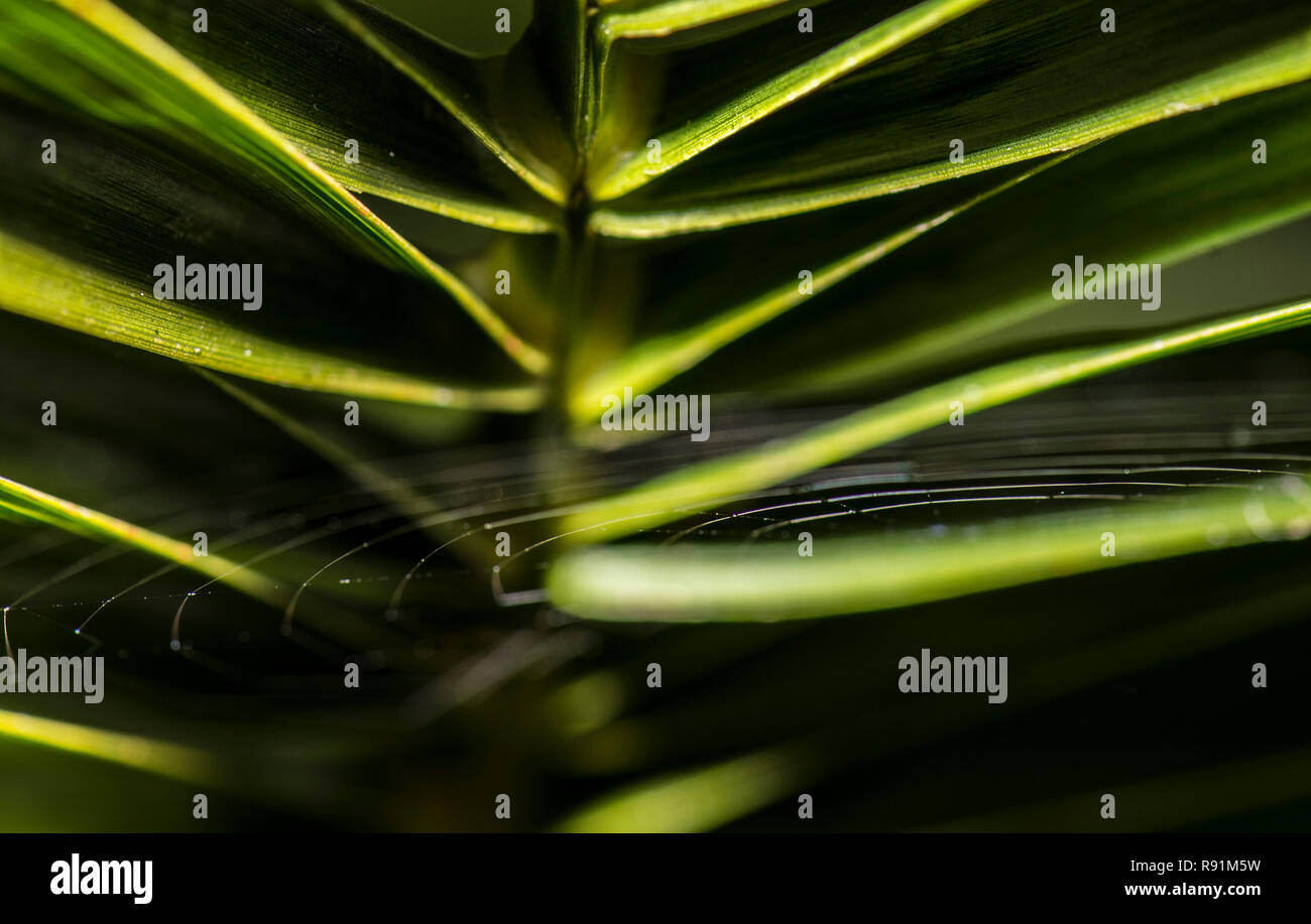 Macro Flash Fern with spider web Stock Photo - Alamy