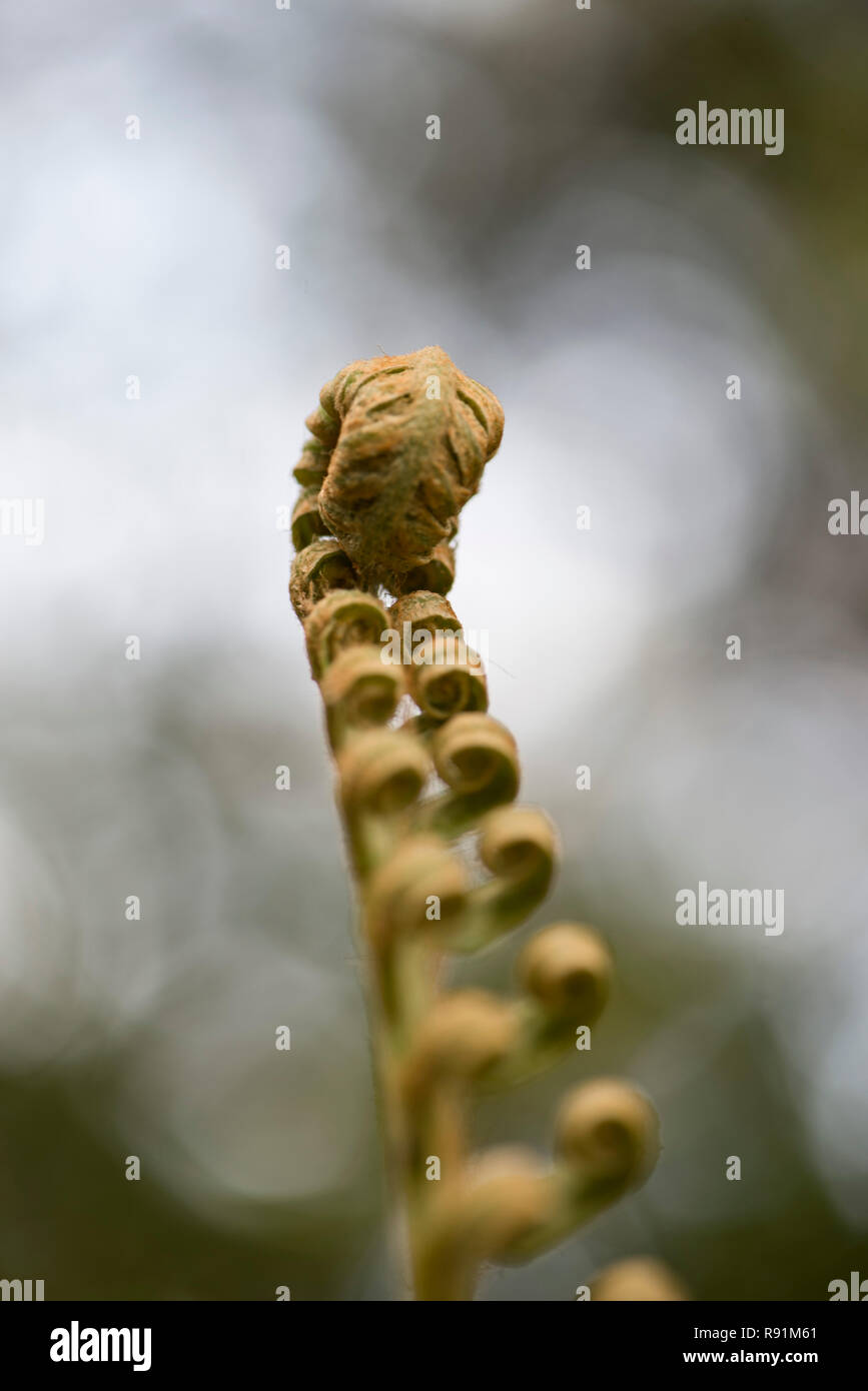 Curled inwards hi-res stock photography and images - Alamy