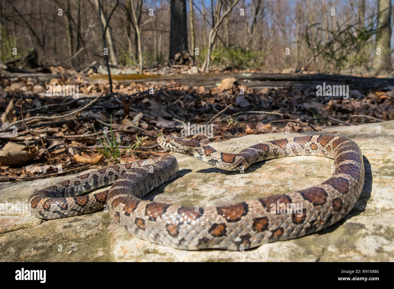 Eastern milk snake milksnake hi-res stock photography and images - Alamy