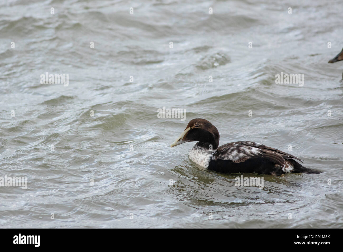 Common Eider ducks - Somateria mollissima Stock Photo - Alamy