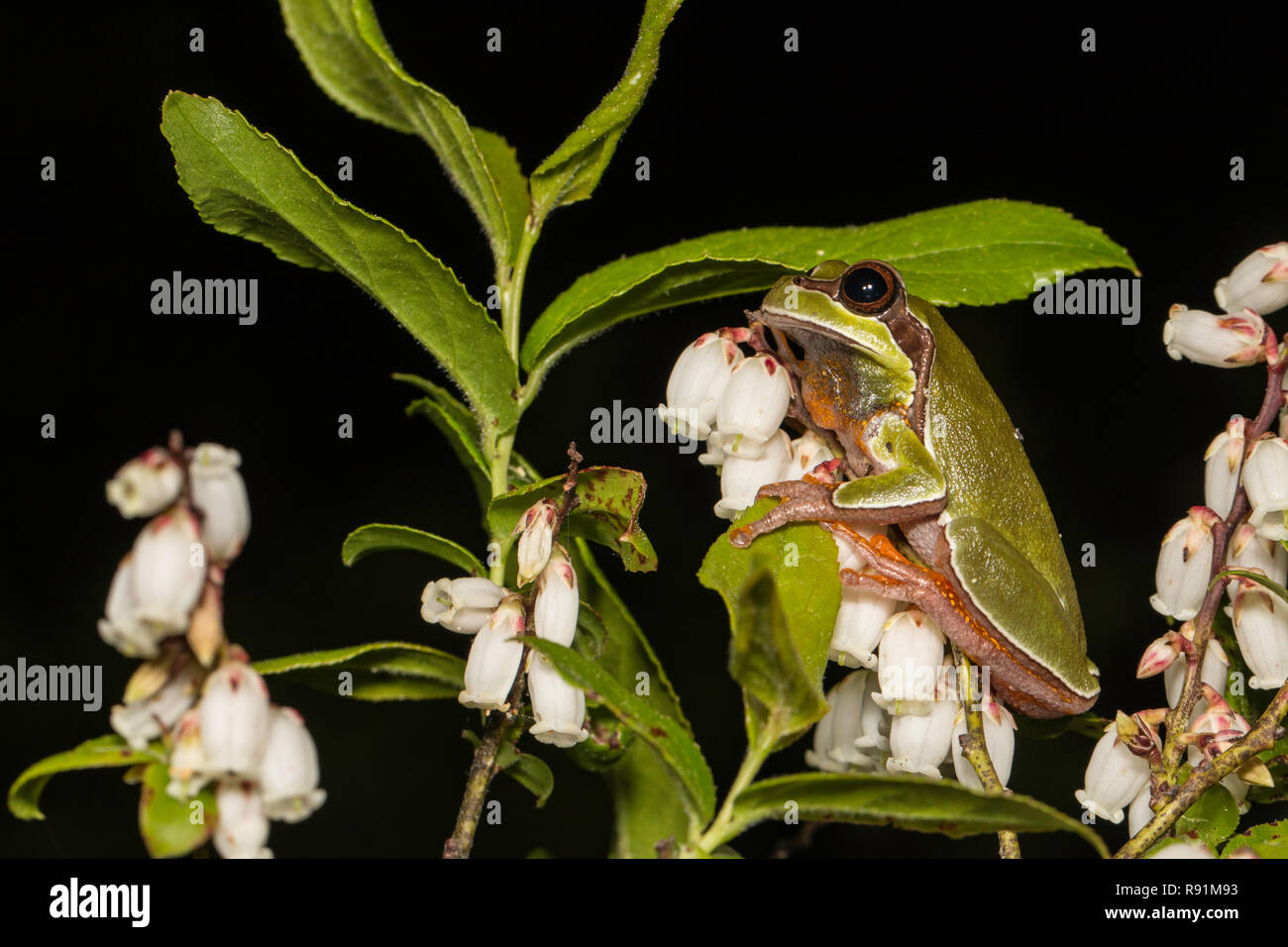 Pine barrens tree frog hi-res stock photography and images - Alamy