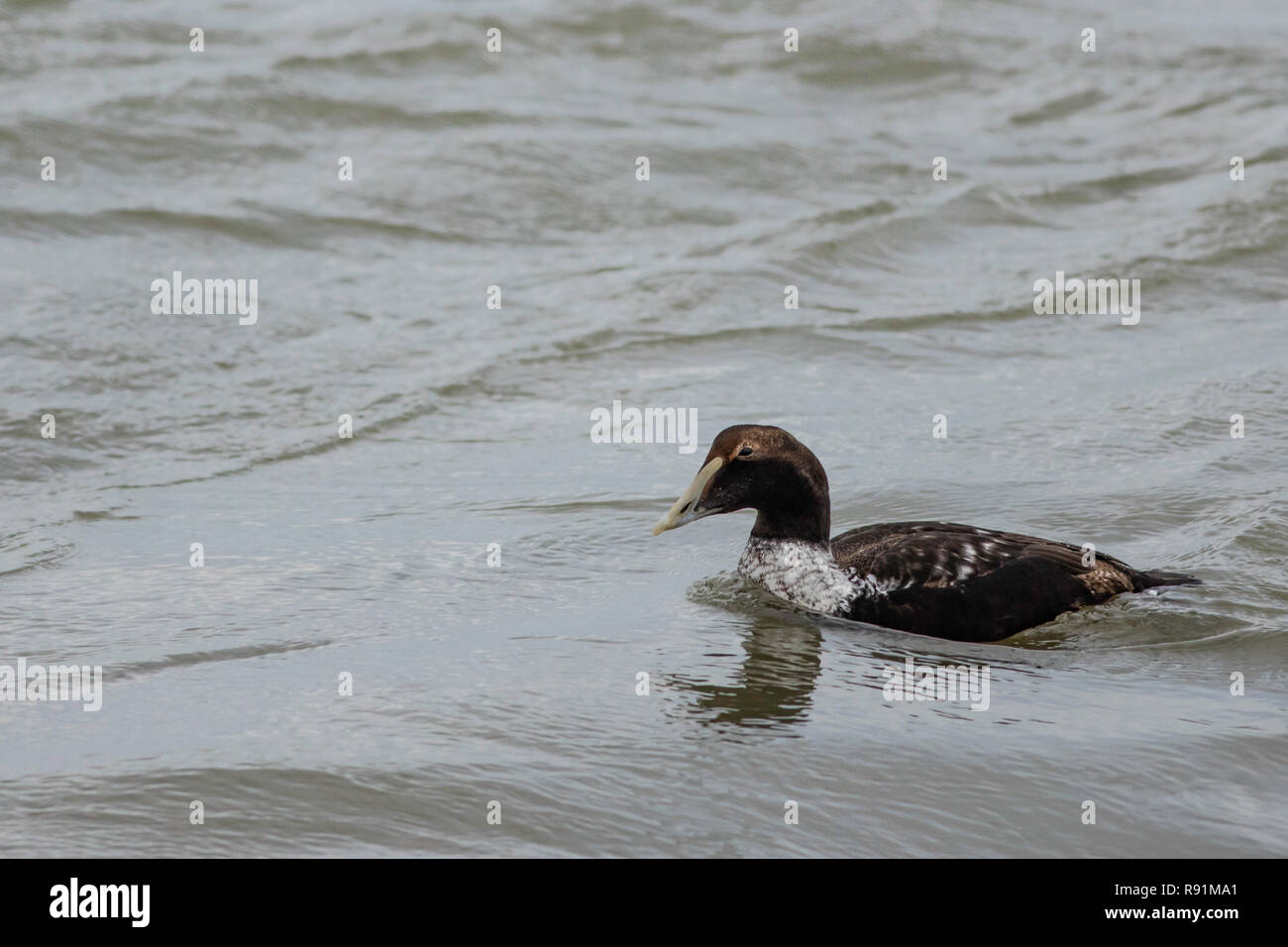 Common Eider ducks - Somateria mollissima Stock Photo - Alamy