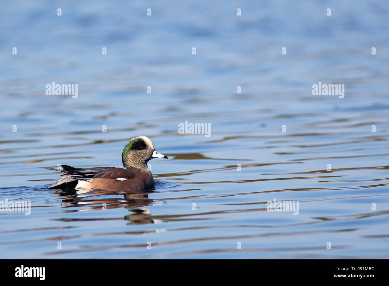 American wigeon drake - Mareca americana Stock Photo - Alamy