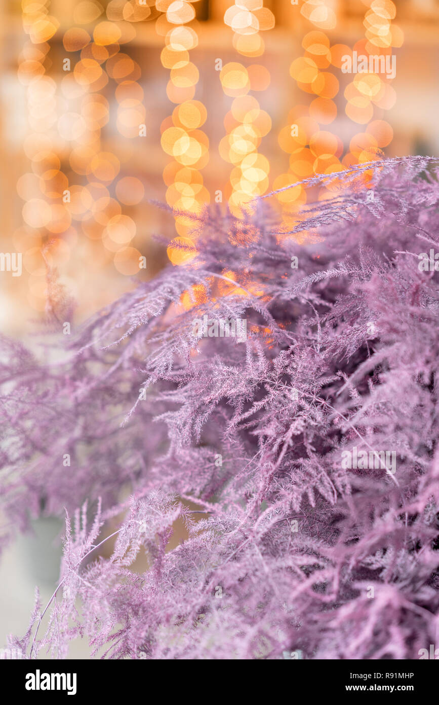 dry asparagus fern of pink color. Used in floral design for decoration ...