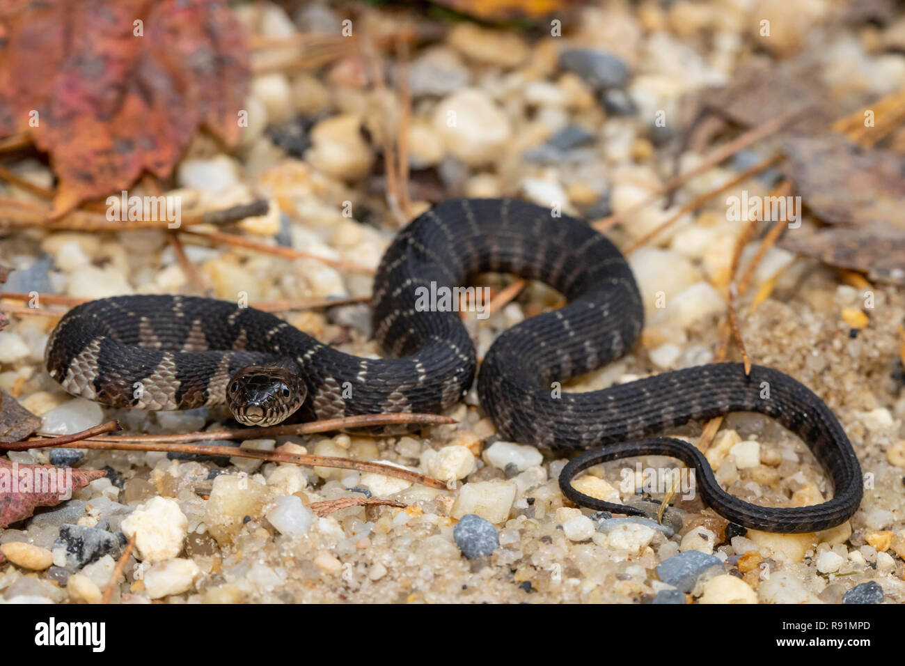 Northern Water Snake