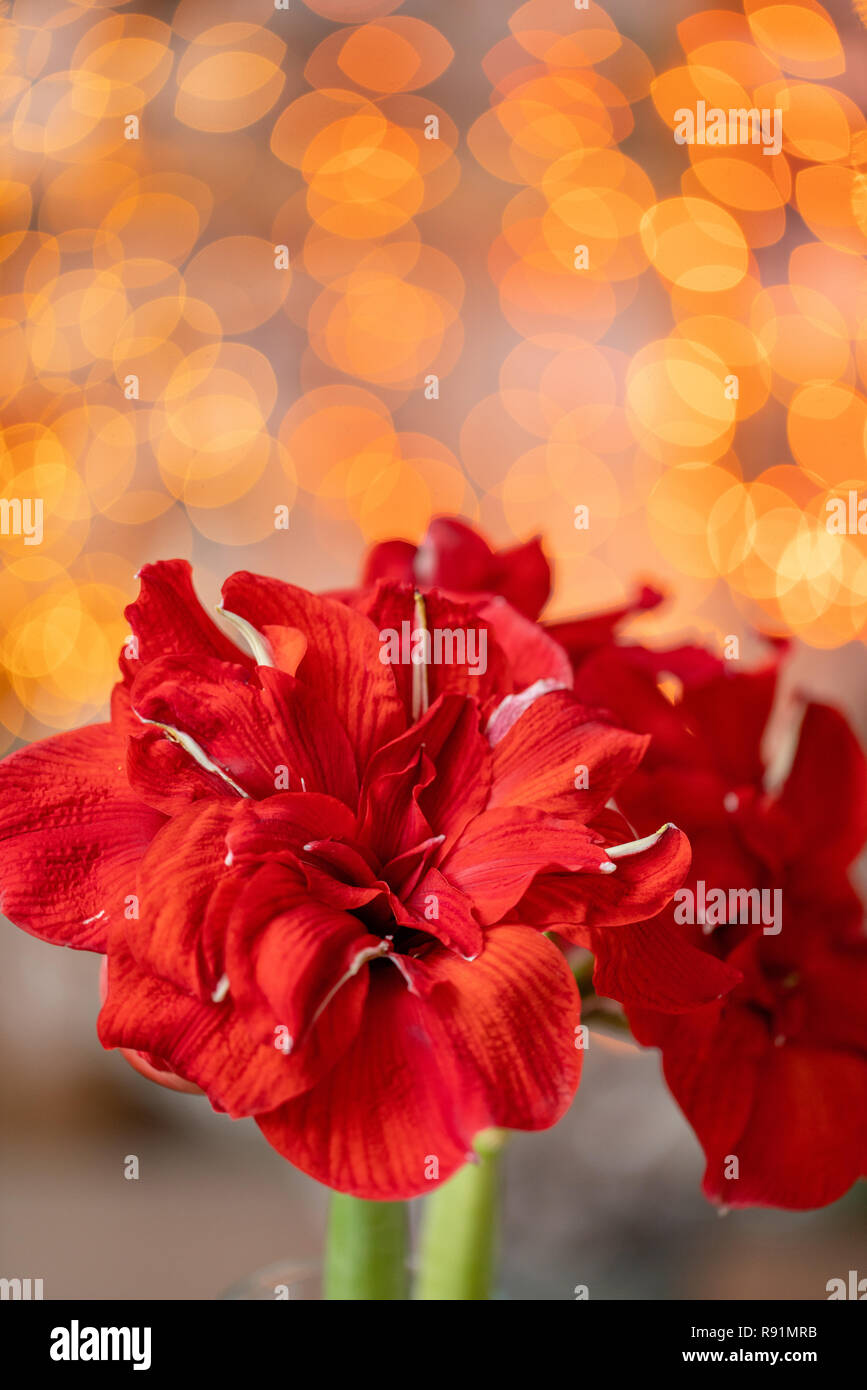 Amarilis flowers hi-res stock photography and images - Alamy