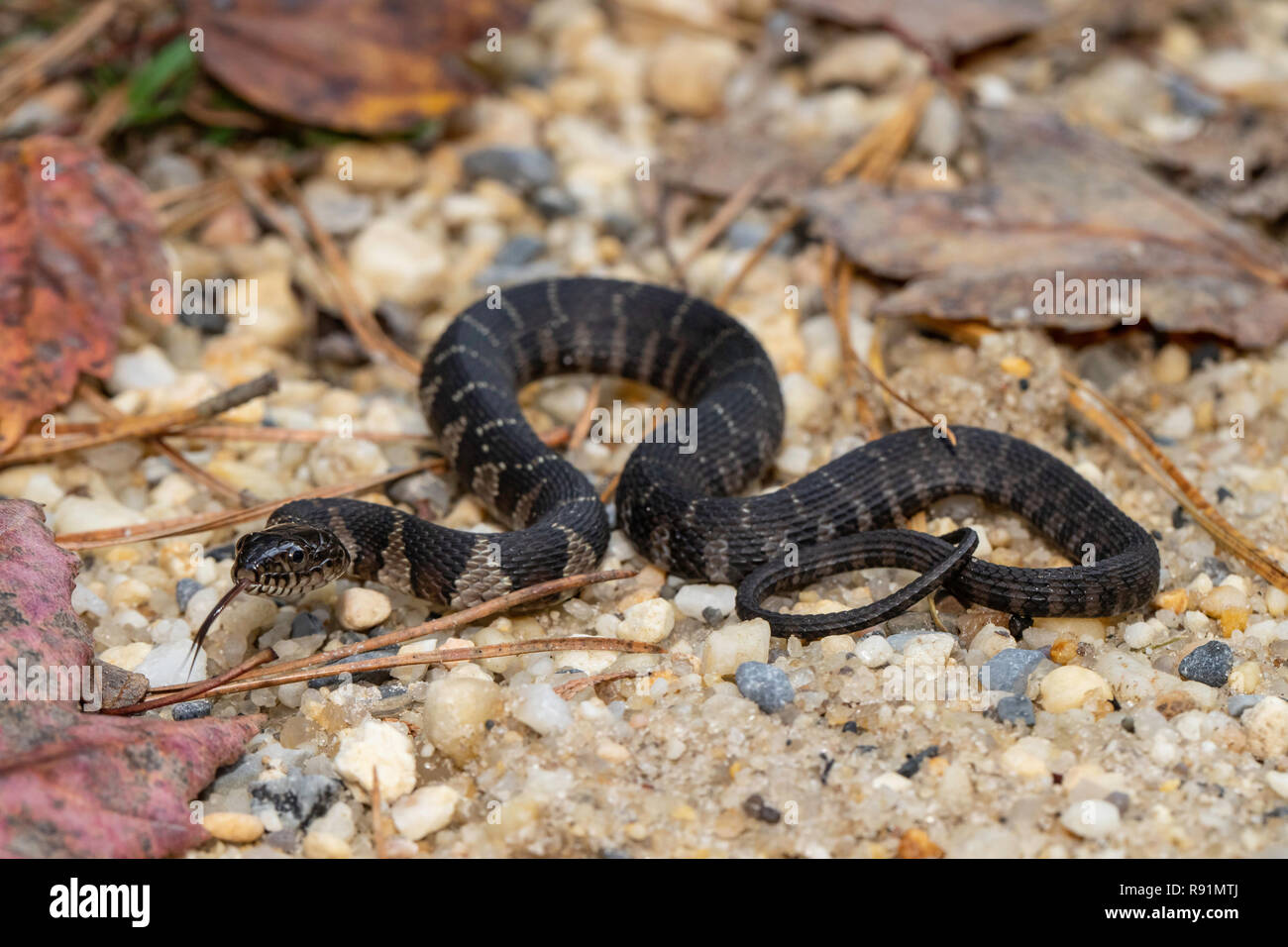 Baby Water Snake