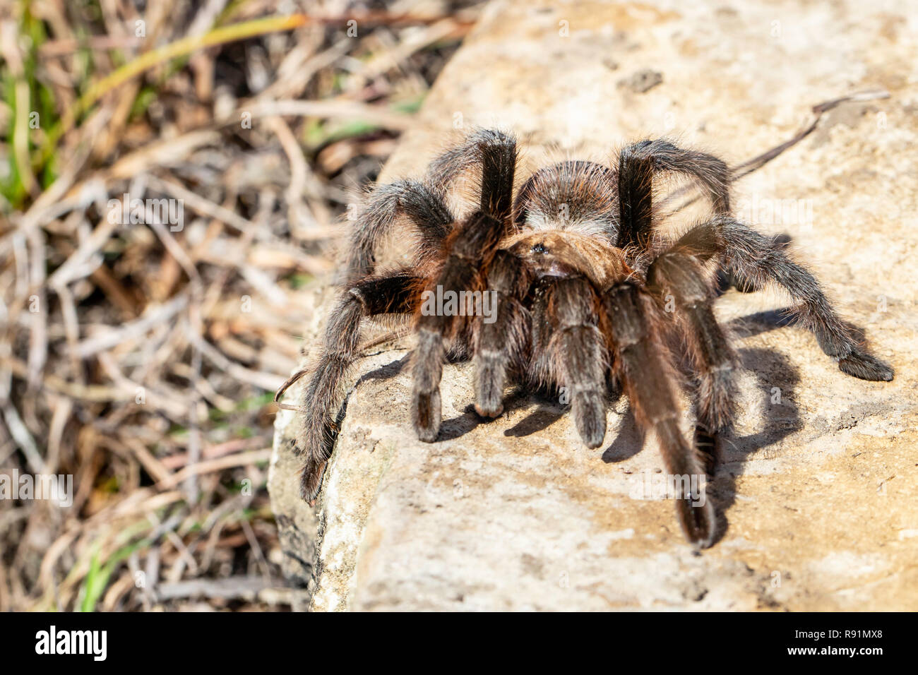 Texas brown tarantula - Aphonopelma hentzi Stock Photo - Alamy