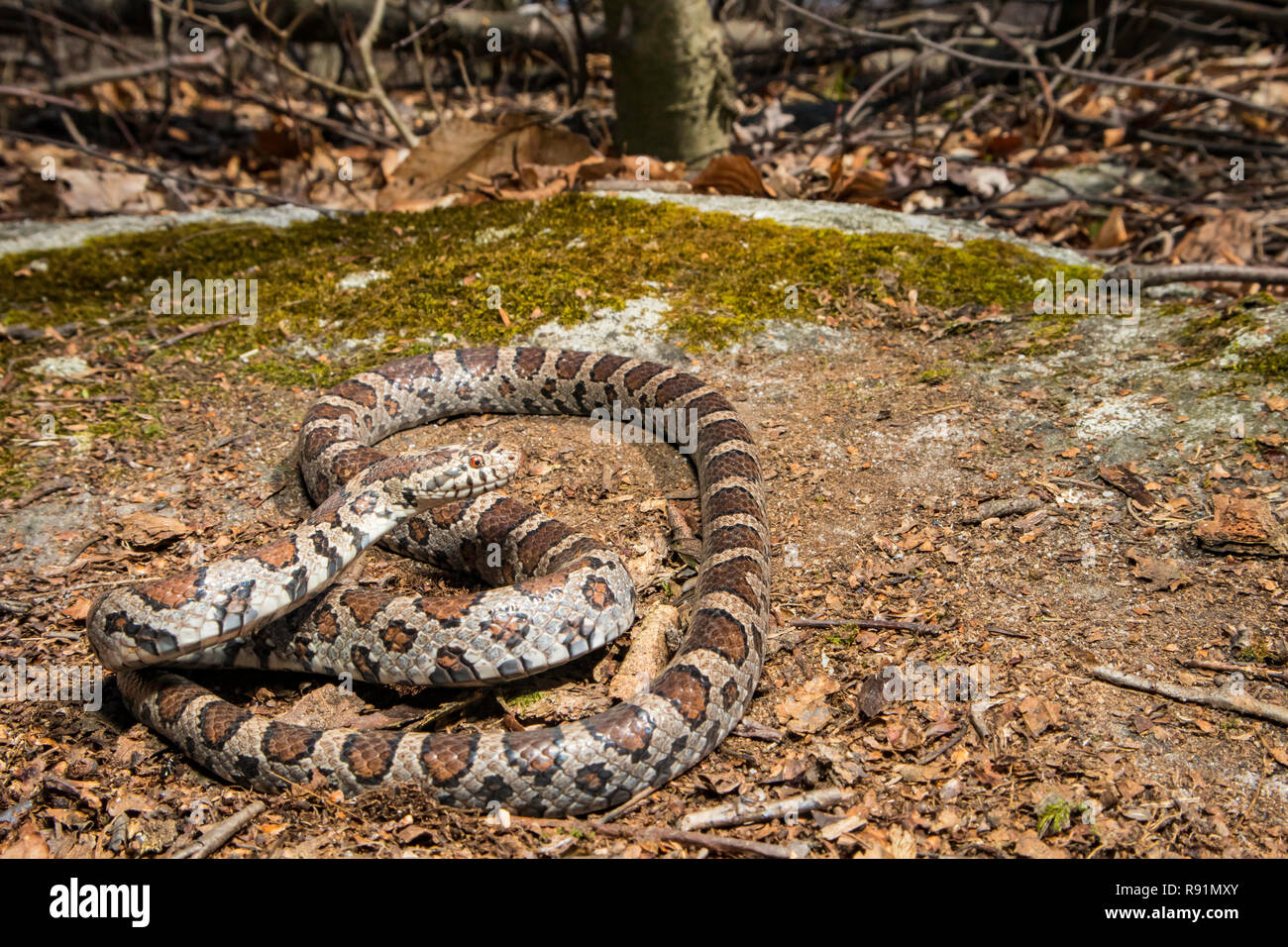 Eastern milk snake - Lampropeltis triangulum Stock Photo - Alamy