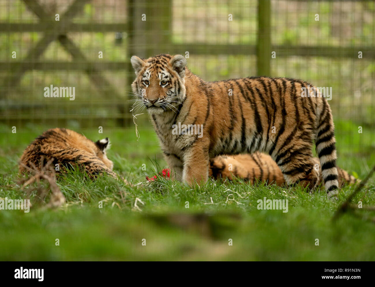 Six month old Amur Tiger cubs in their enclosure at ZSL Whipsnade Zoo ...