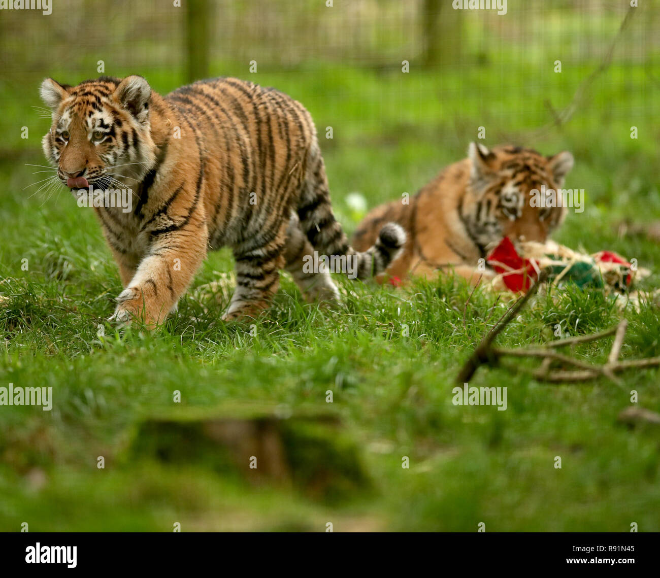 Six month old Amur Tiger cubs in their enclosure at ZSL Whipsnade Zoo ...