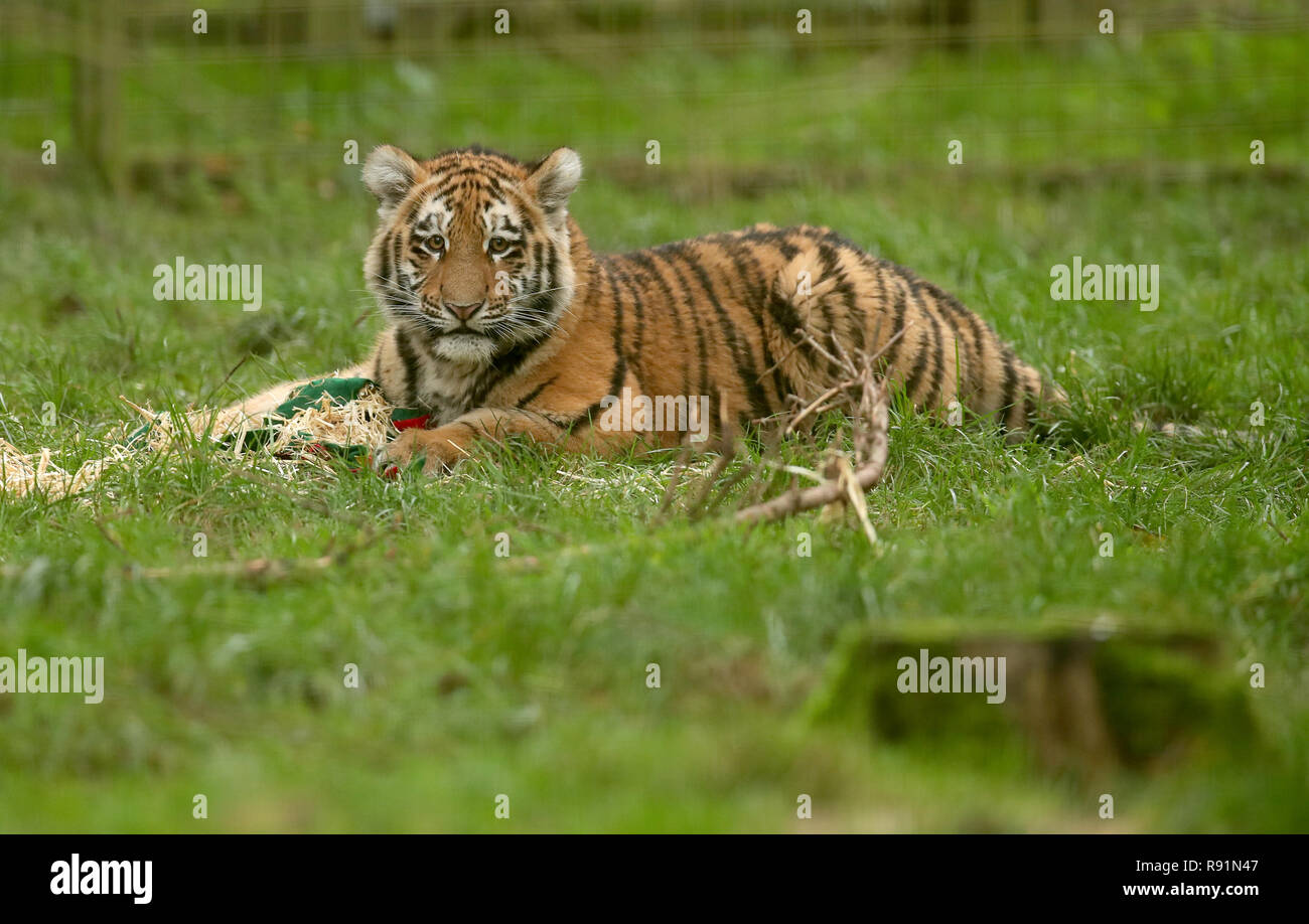 Six month old Amur Tiger cubs in their enclosure at ZSL Whipsnade Zoo ...