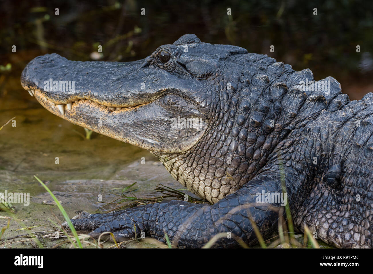 Closeup of an alligator (Alligator mississippiensis) on the edge of a ...