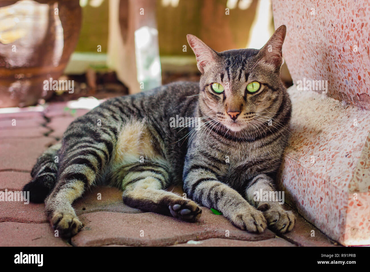 Thai cat, lovely animal at home in Thailand Stock Photo - Alamy