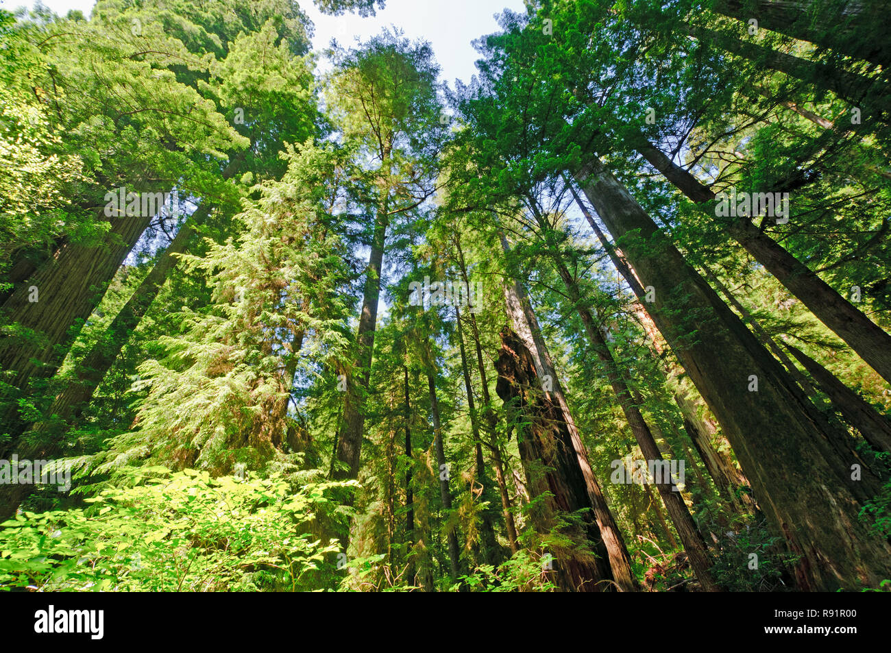 Tall grove of trees in Redwood National park in California Stock Photo ...