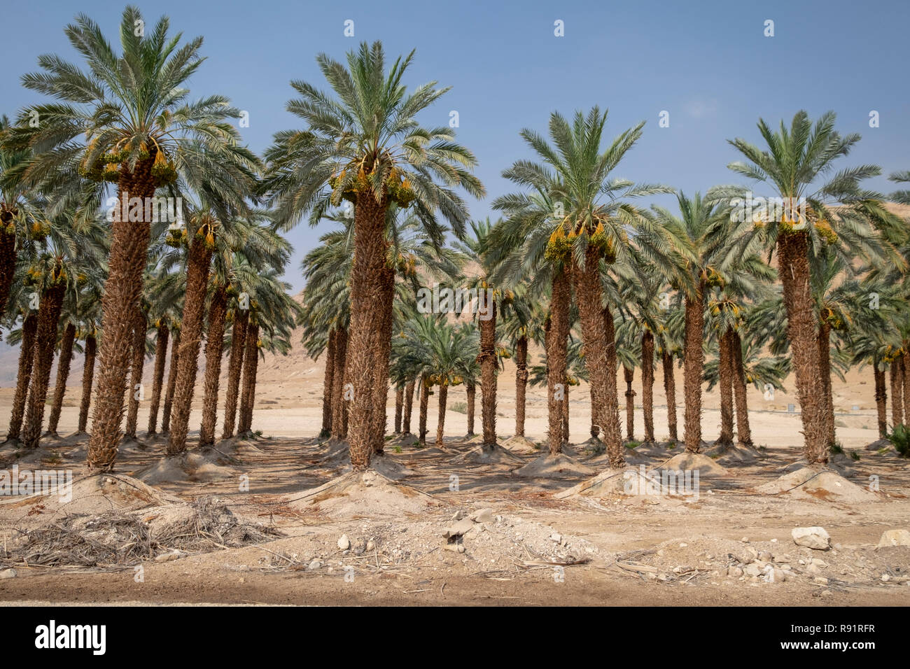 Date palm tree israel hi-res stock photography and images - Alamy