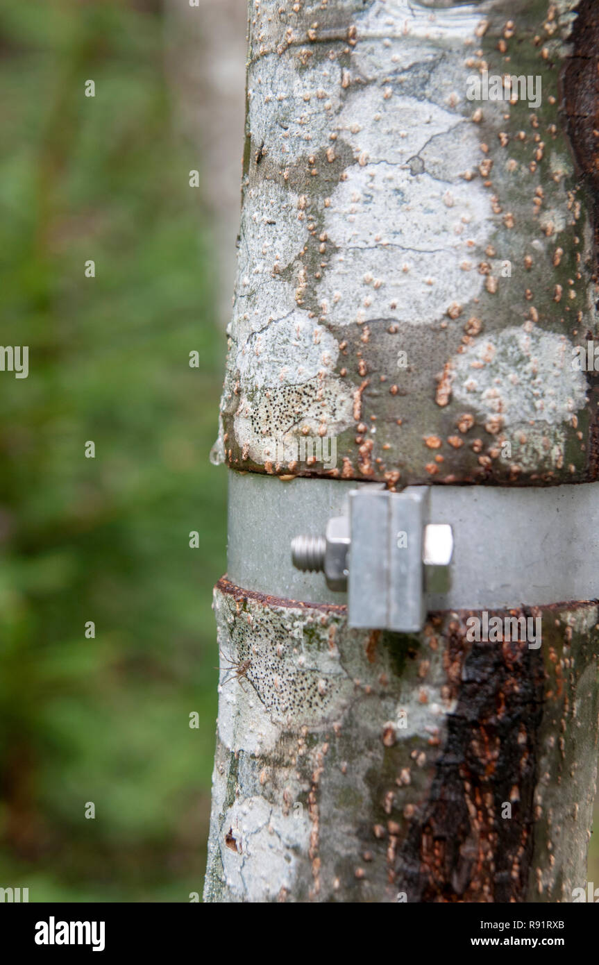 Injured tree bark hi-res stock photography and images - Alamy