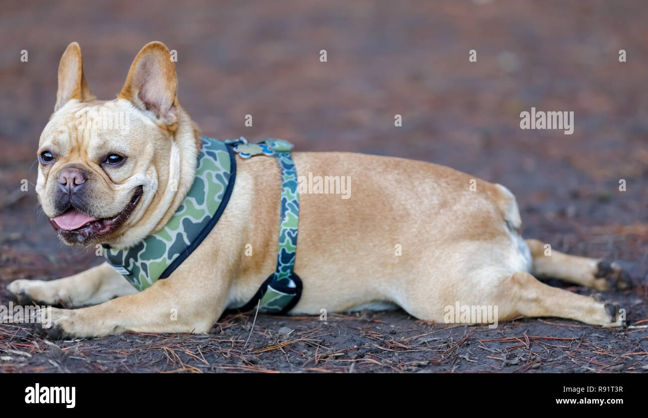 Young Male Frenchie resting with frog legs style Stock Photo - Alamy