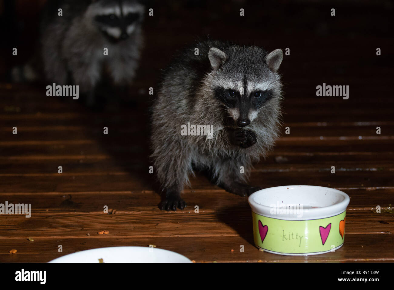 Two raccoon hi-res stock photography and images - Alamy