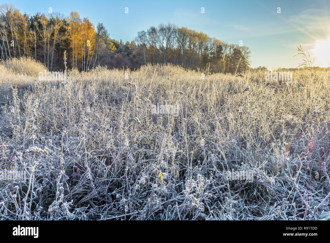 First frost, Frost In The Field, Frost On Plants, Frost On The Grass ...