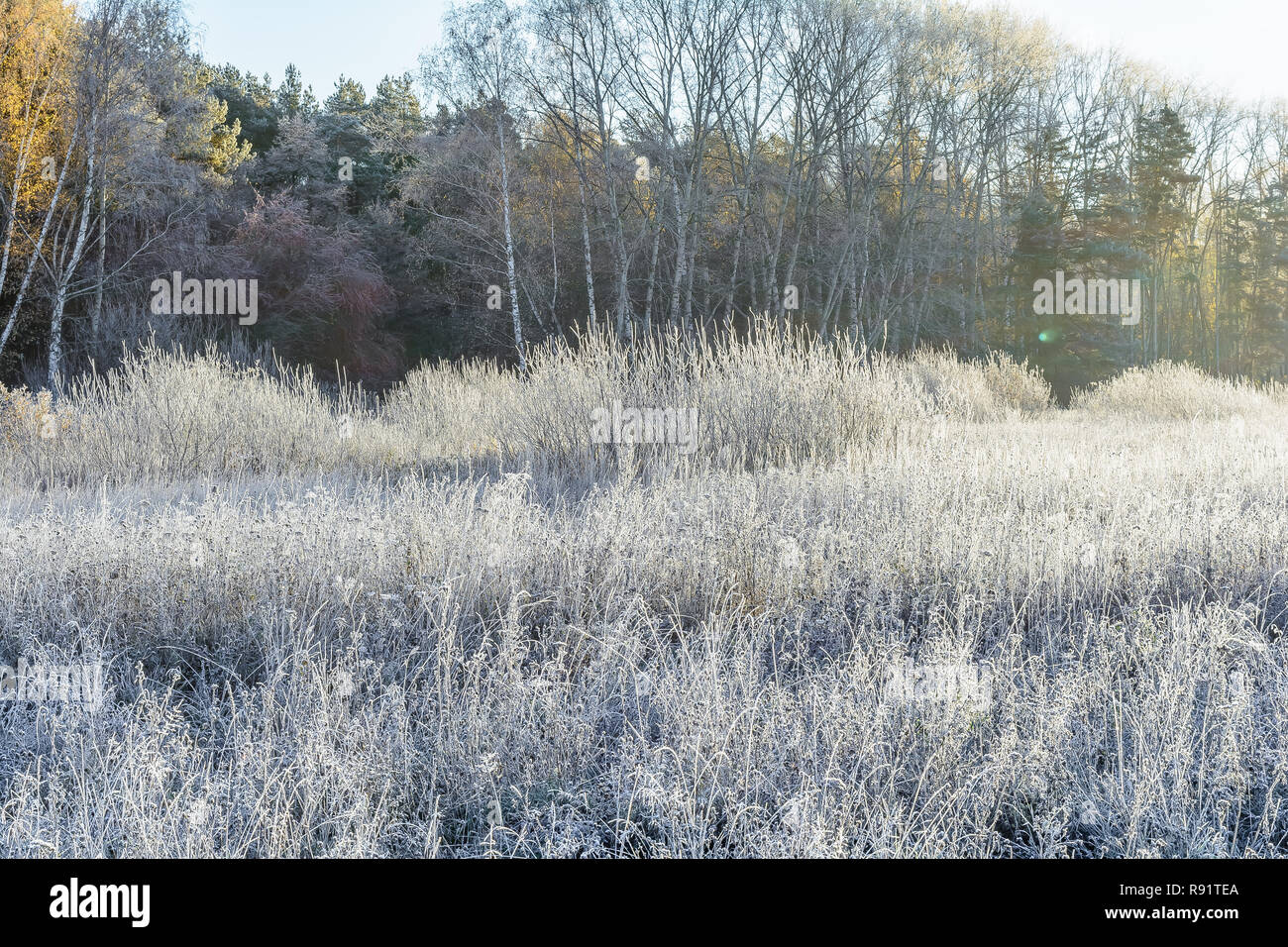 First frost, Frost In The Field, Frost On Plants, Frost On The Grass ...