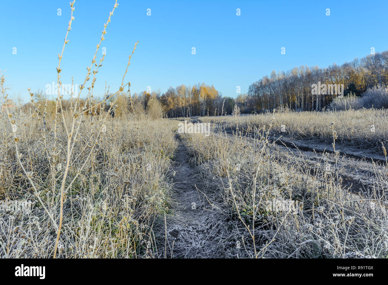 First frost, Frost In The Field, Frost On Plants, Frost On The Grass ...