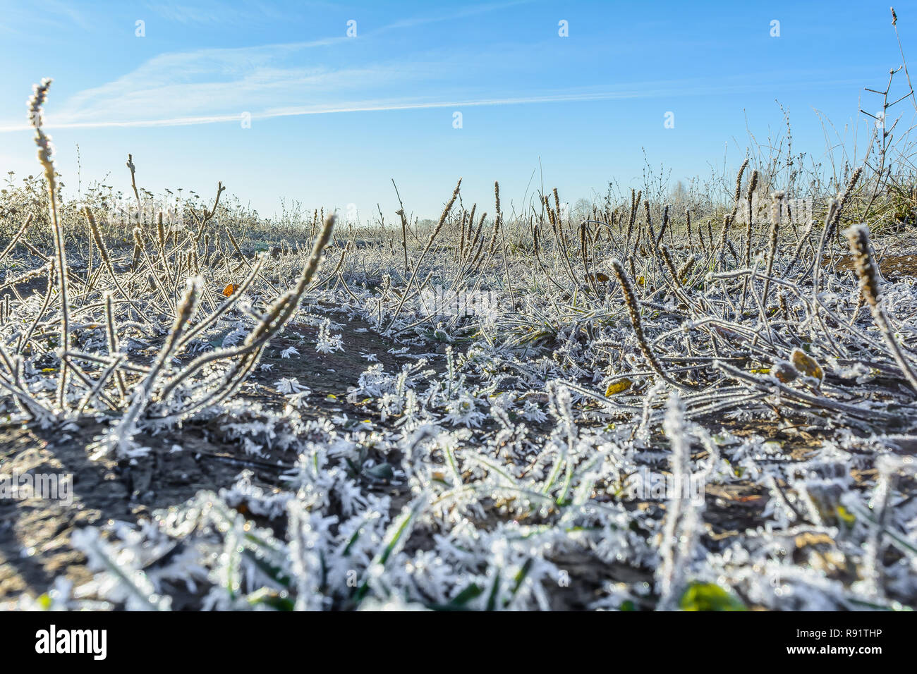 First frost, Frost In The Field, Frost On Plants, Frost On The Grass ...