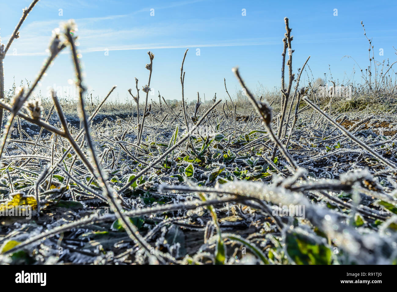 First frost, Frost In The Field, Frost On Plants, Frost On The Grass ...