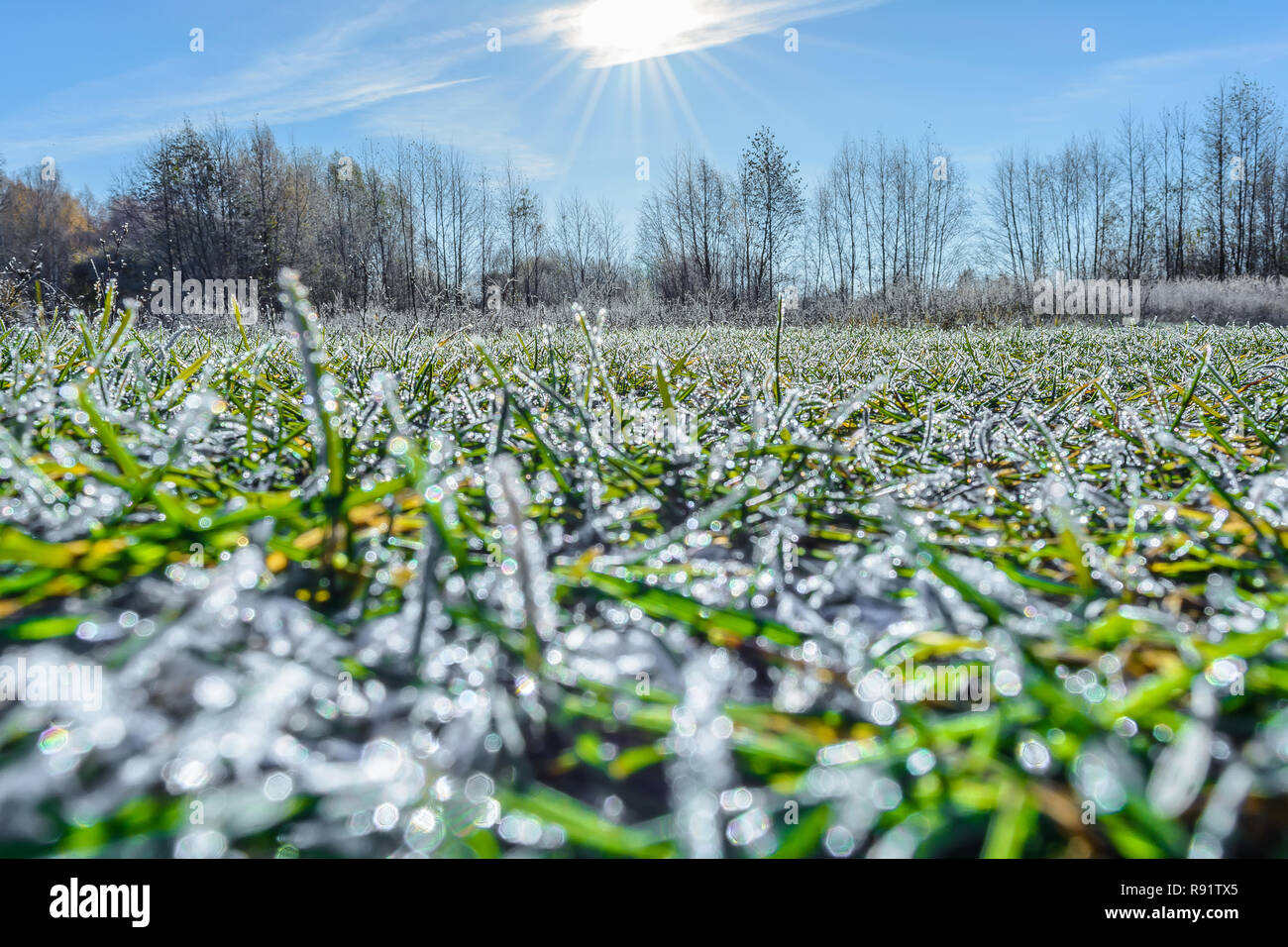 First frost, Frost On The Grass, Frost On The Leaves, Frost On The ...