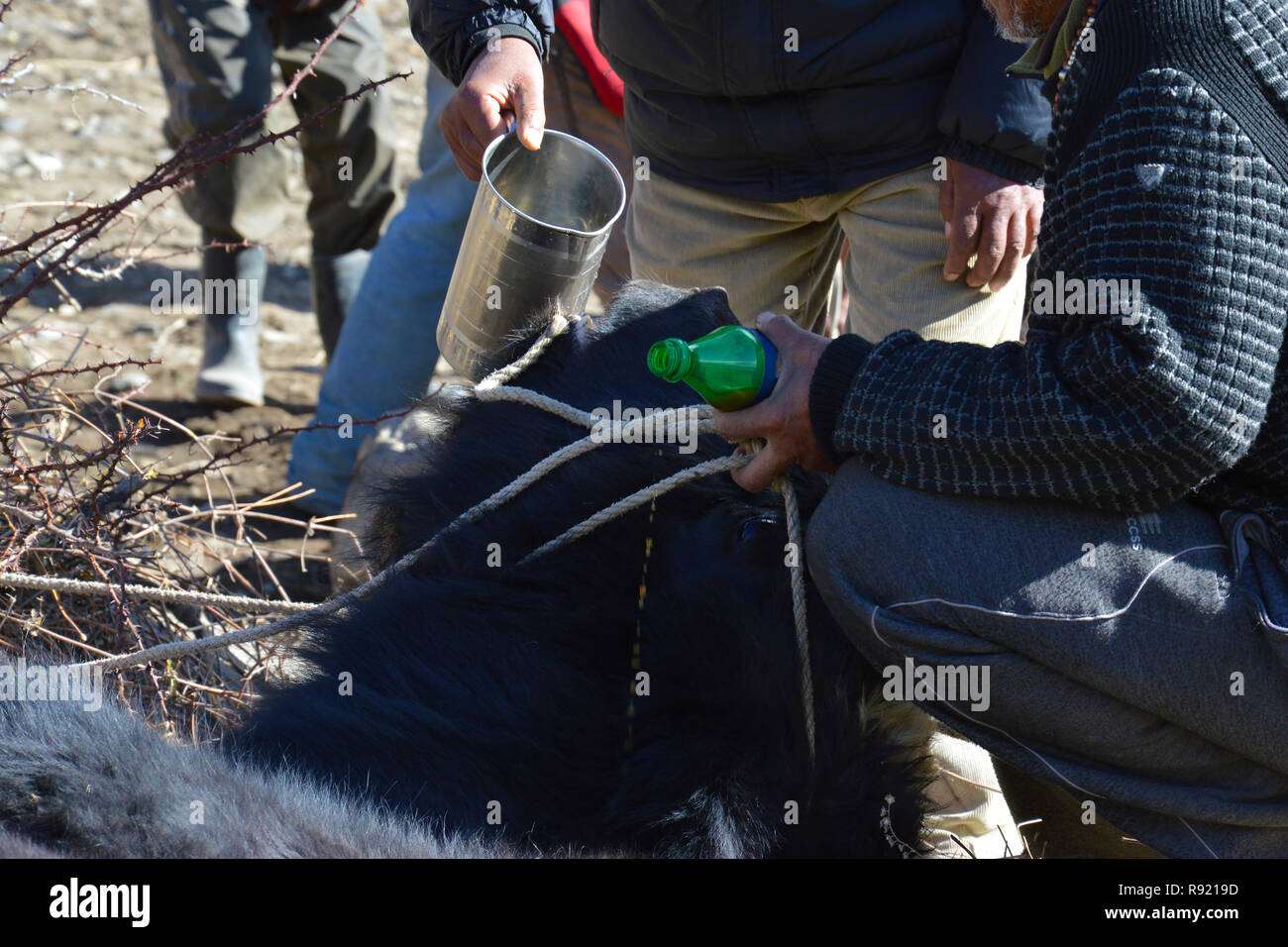 A close up of a yak which is being slaughtered for food. With a man ...