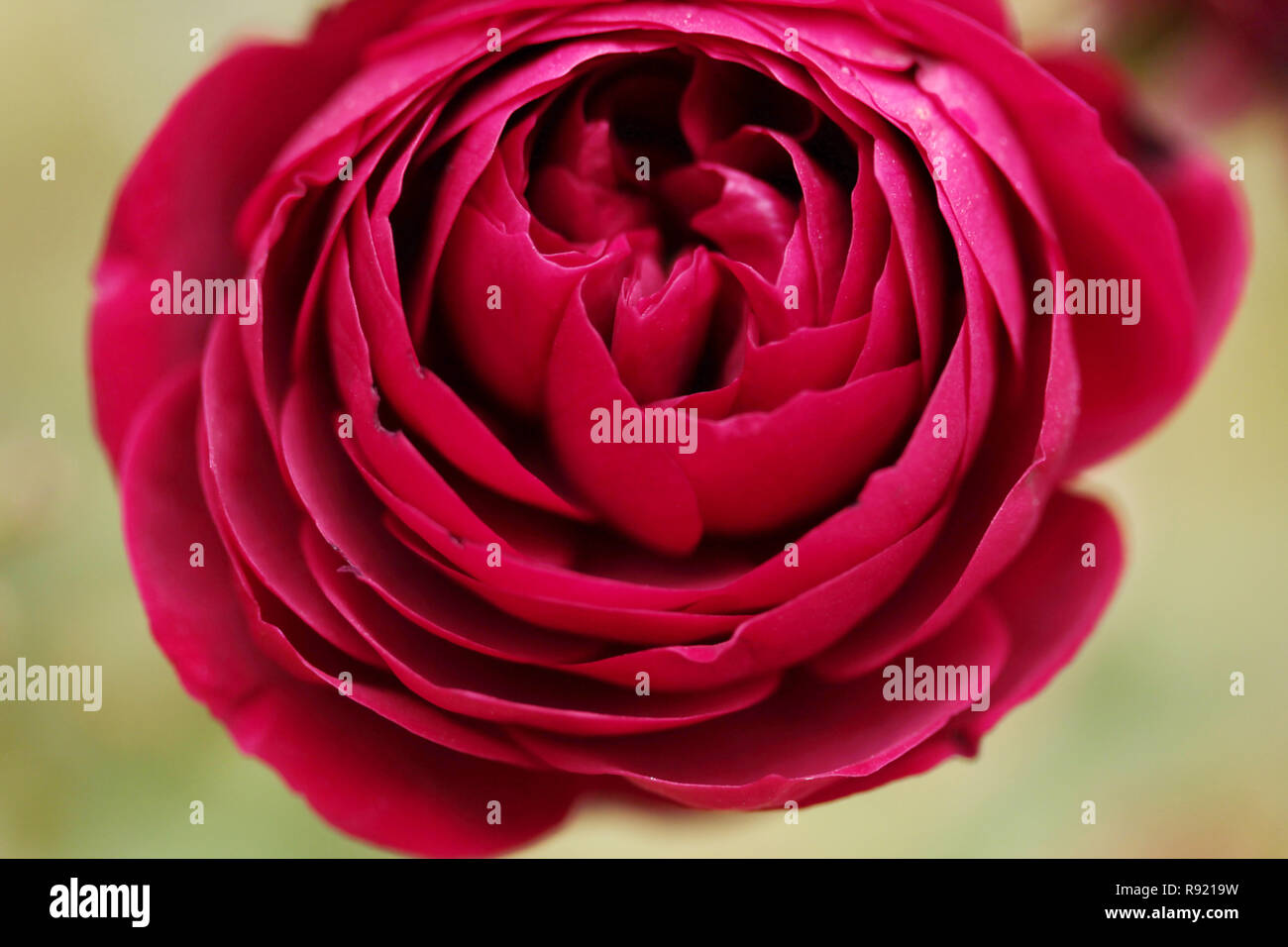 Red rose macro as a background Stock Photo - Alamy