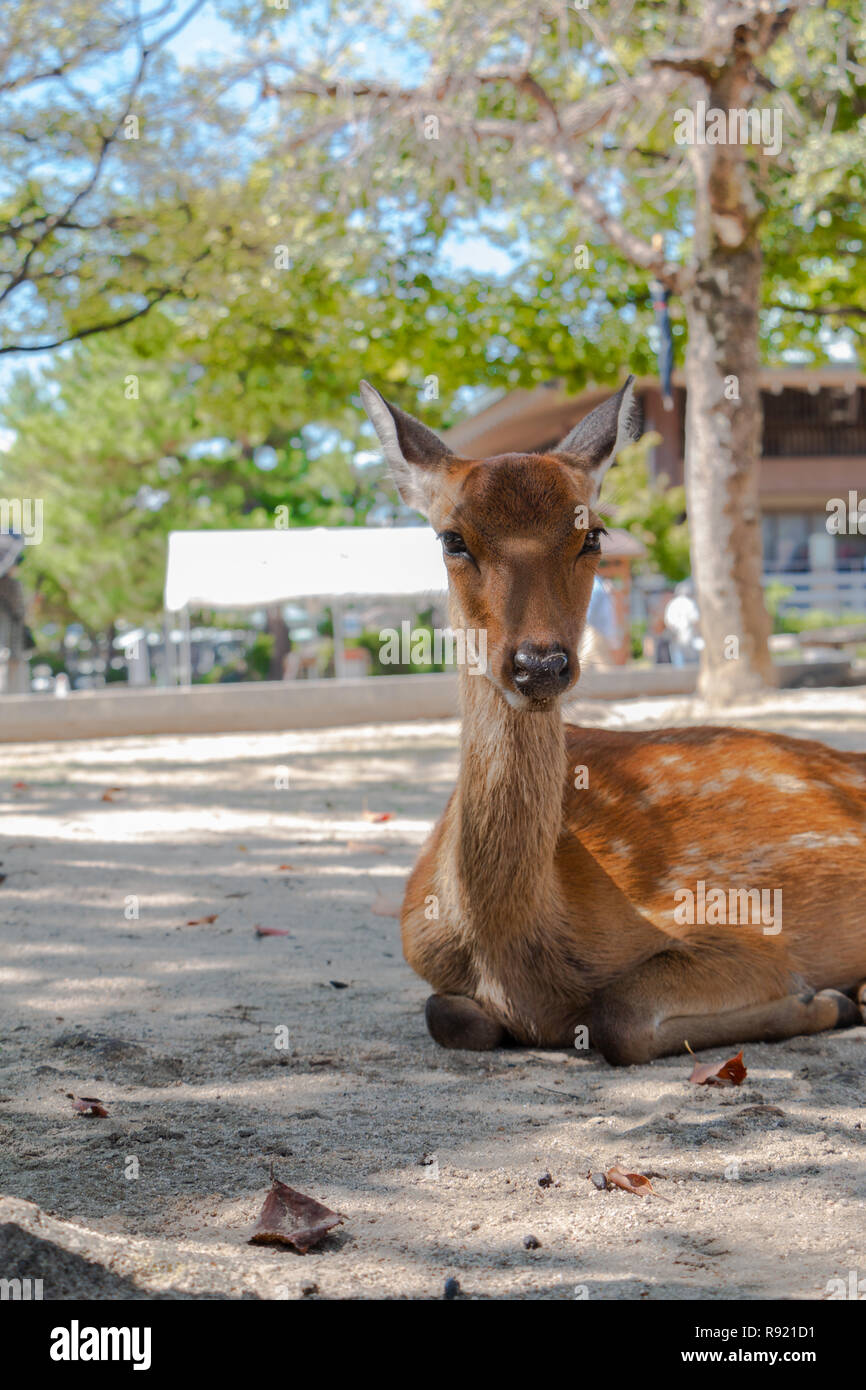 Deer in Miyajima Stock Photo - Alamy