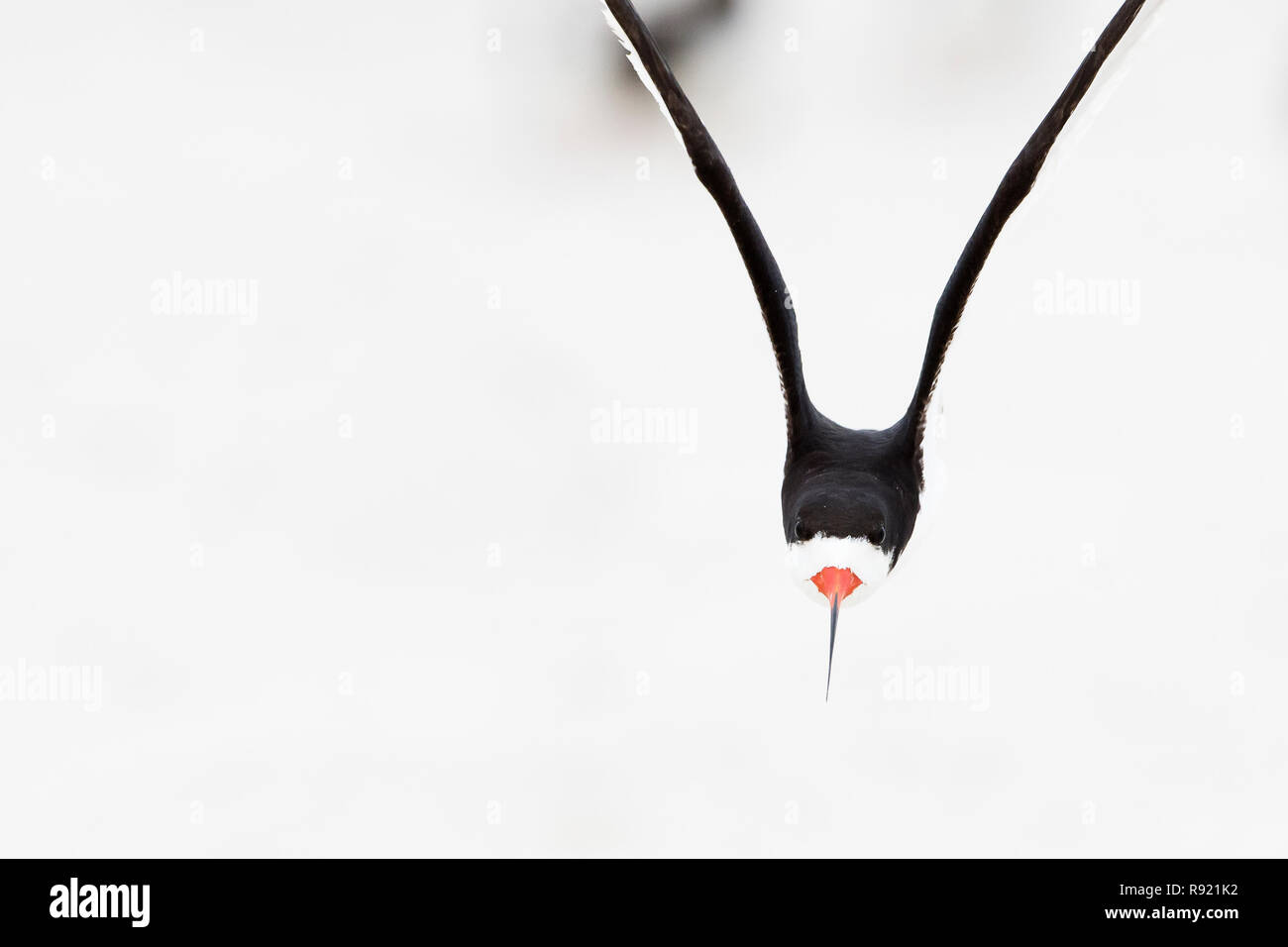 Laterally compressed hi-res stock photography and images - Alamy