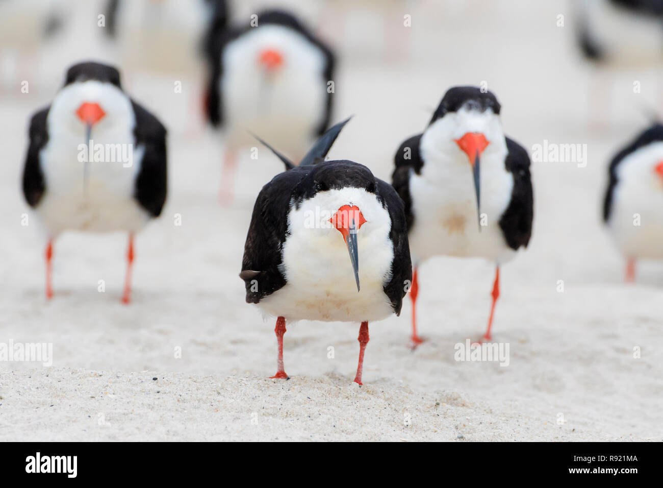 Laterally compressed hi-res stock photography and images - Alamy