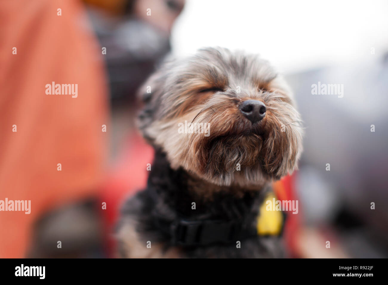 Windswept Dog High Resolution Stock Photography and Images - Alamy