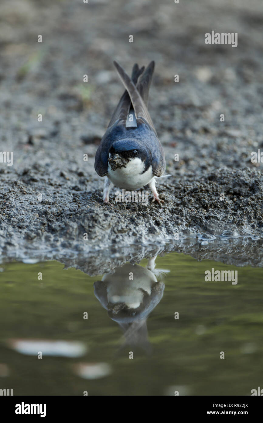 The common house martin, Latin name Delichon urbicum, sometimes called ...