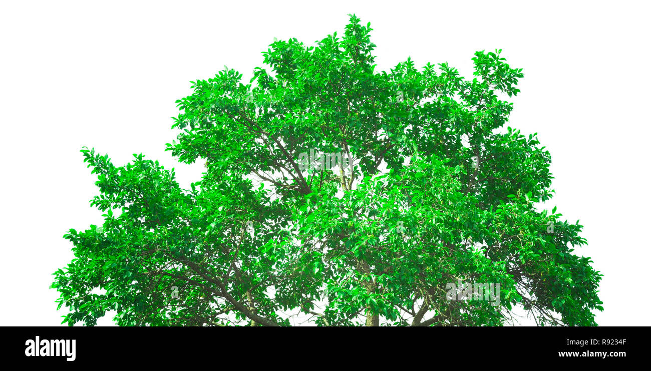 Green tree isolated on white hi-res stock photography and images - Alamy
