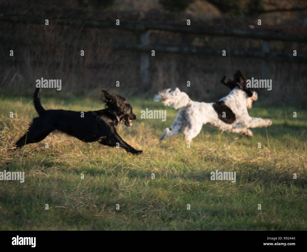 A variety of cute gun dogs playing fetch in a field Stock Photo - Alamy