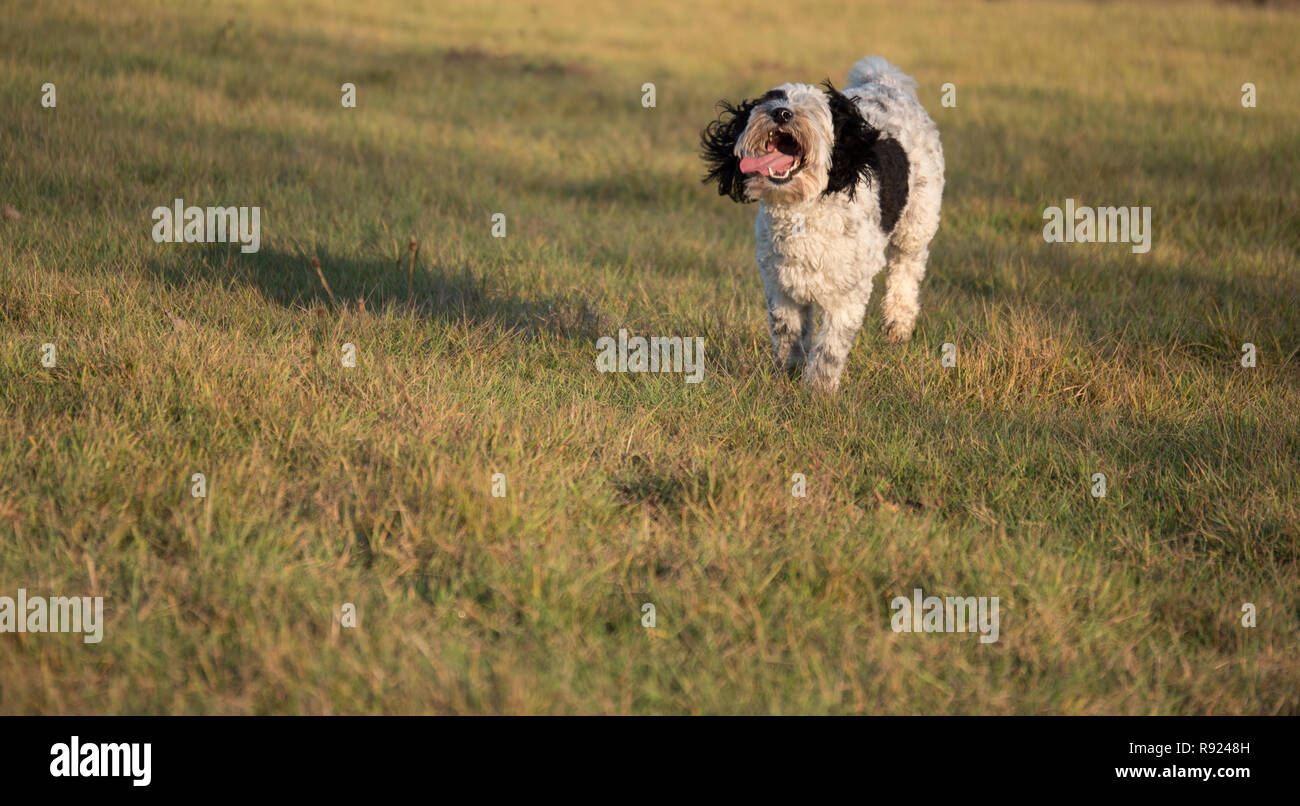 Adorable black and white colored parti Labradoodle playing in a field ...