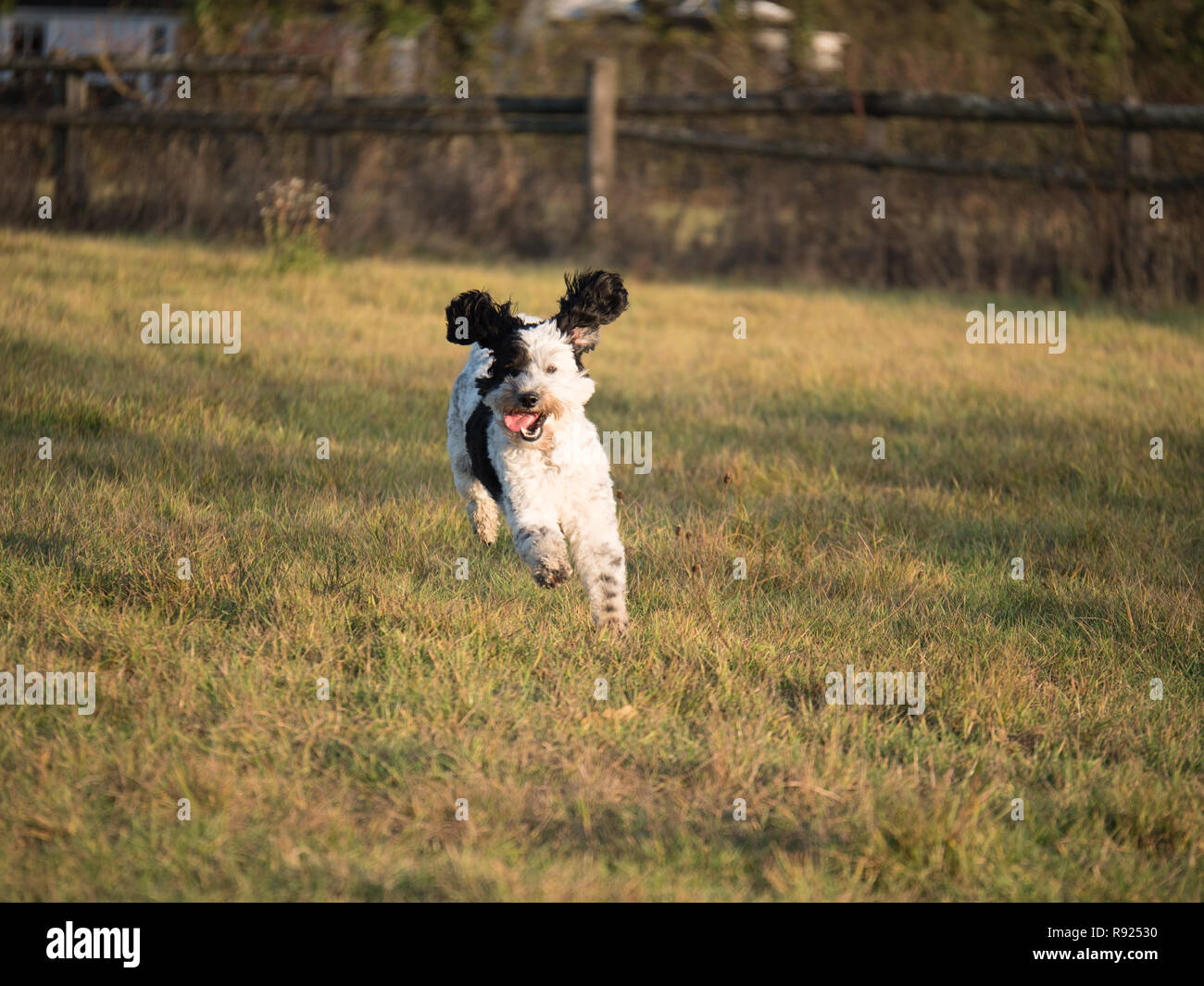 Adorable black and white colored parti Labradoodle playing in a field ...