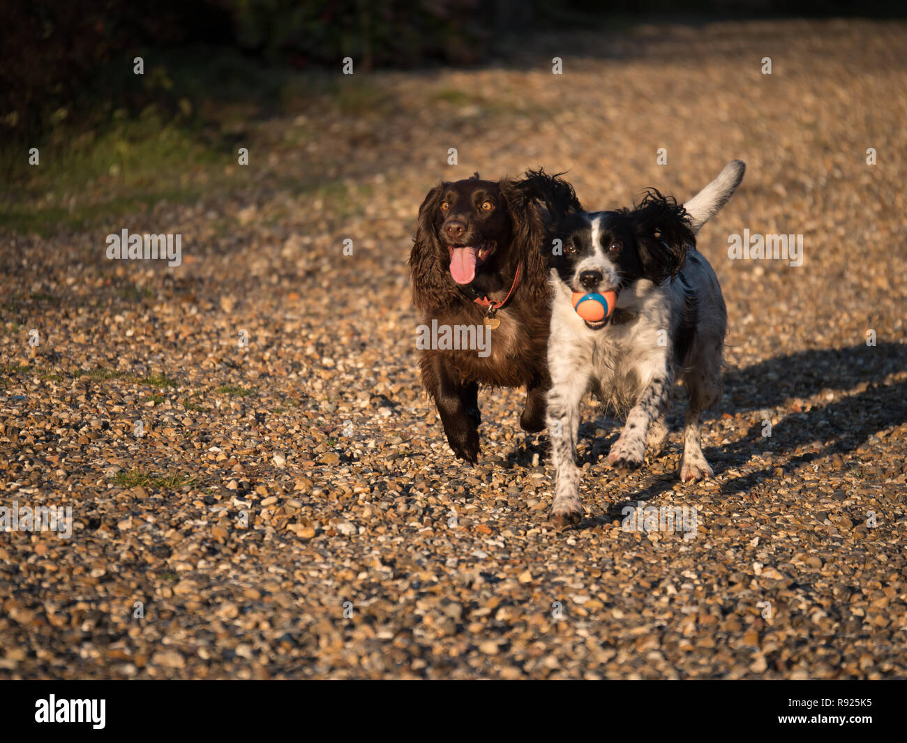 A variety of cute gun dogs playing fetch in a field Stock Photo - Alamy