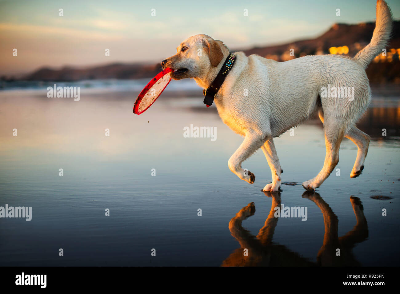 Reflective disc hi-res stock photography and images - Alamy