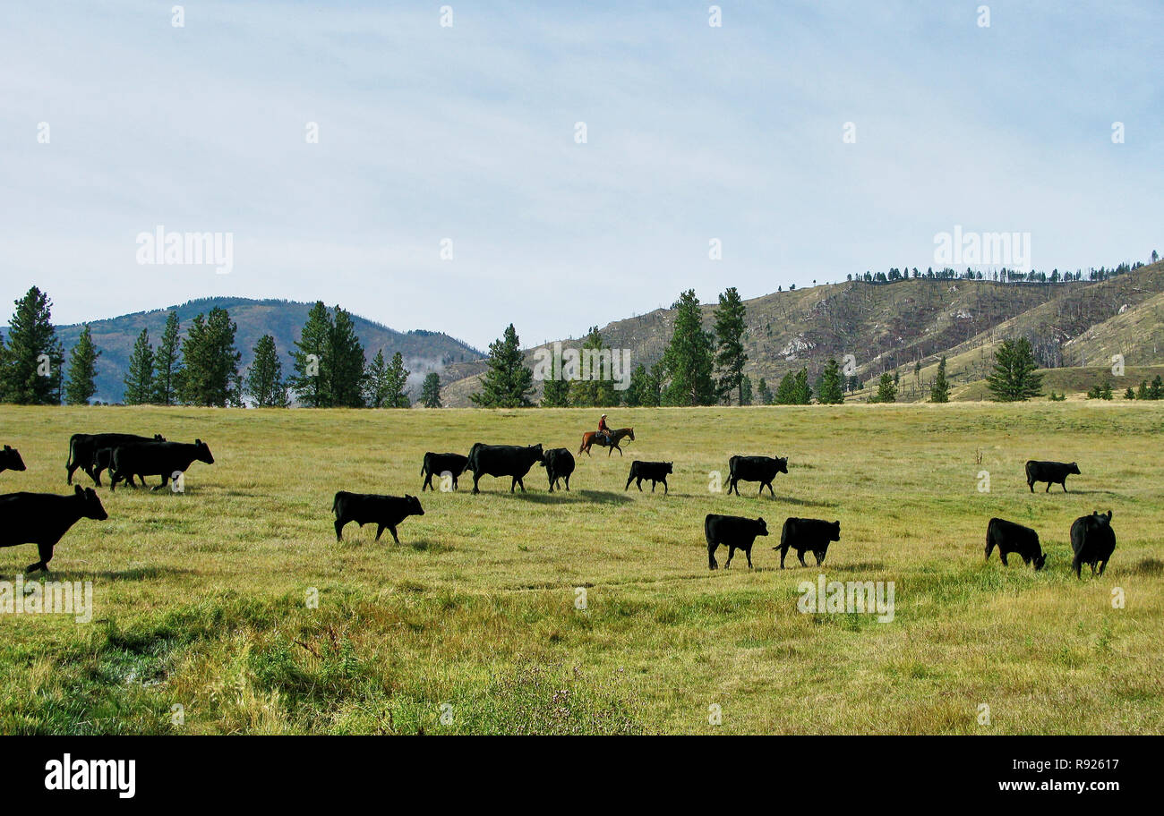 Free range cattle hi-res stock photography and images - Alamy