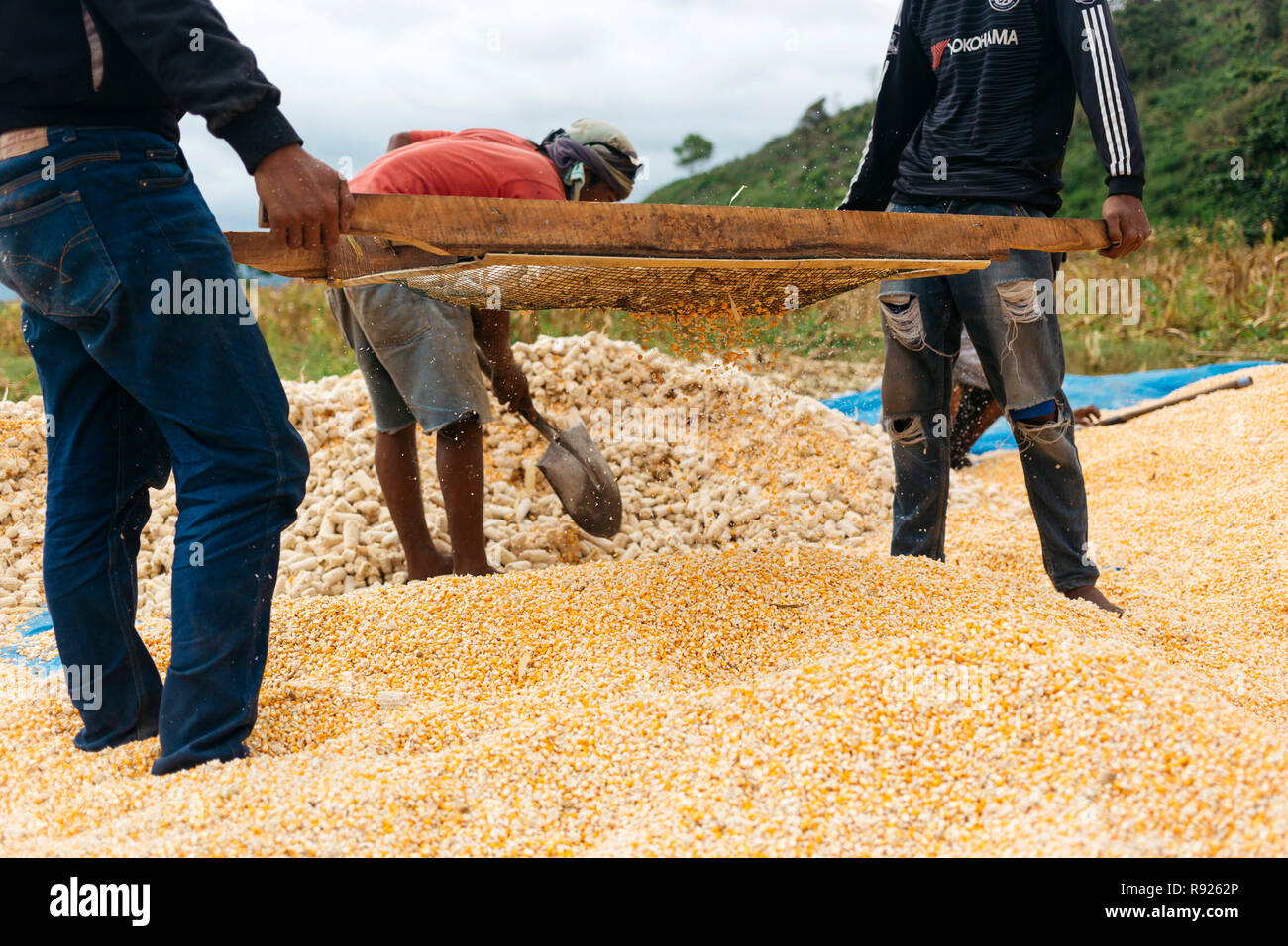 Corn field workers hi-res stock photography and images - Alamy