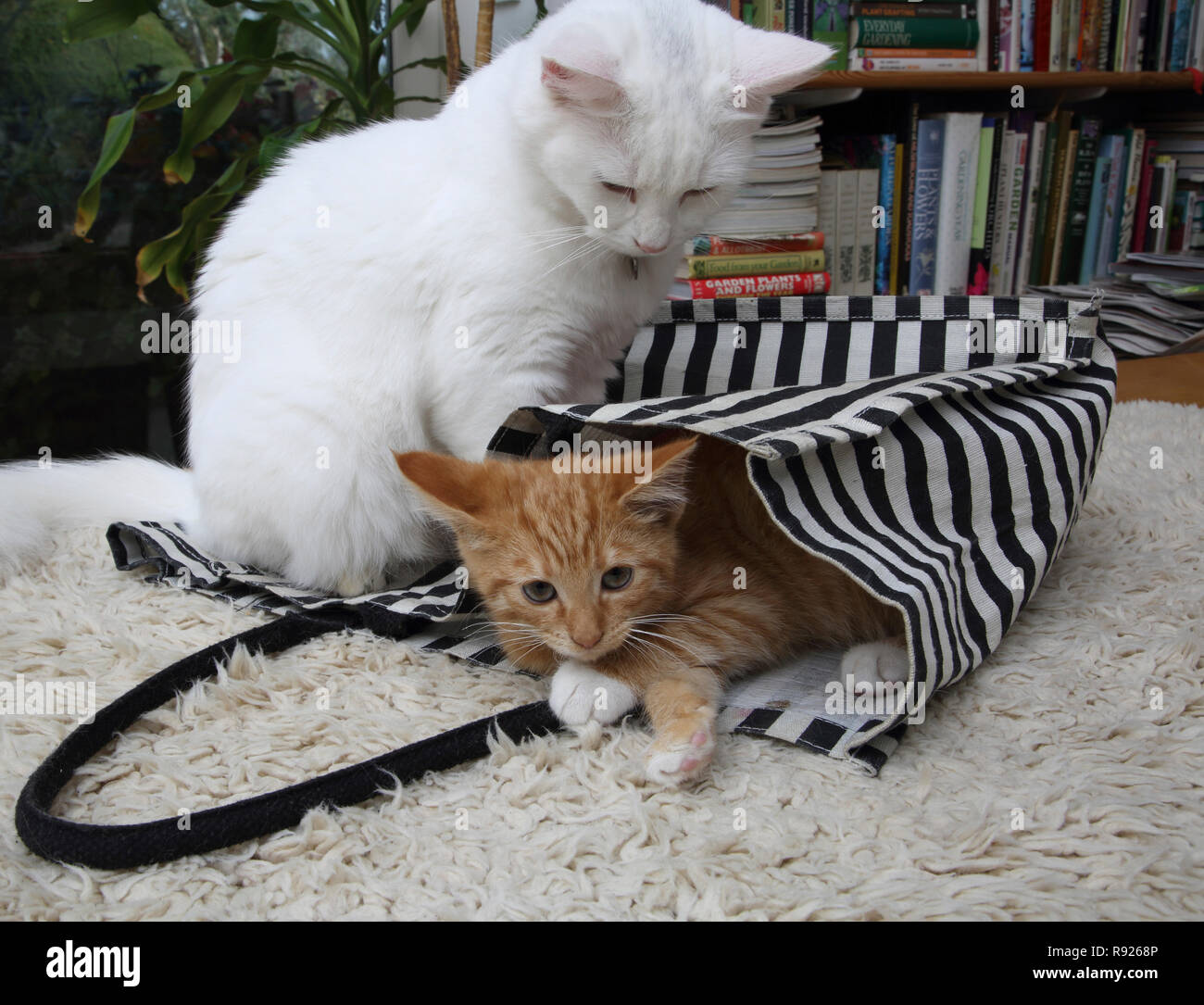 White Turkish Angora Cat Playing with a Ginger Kitten Trapping him in ...