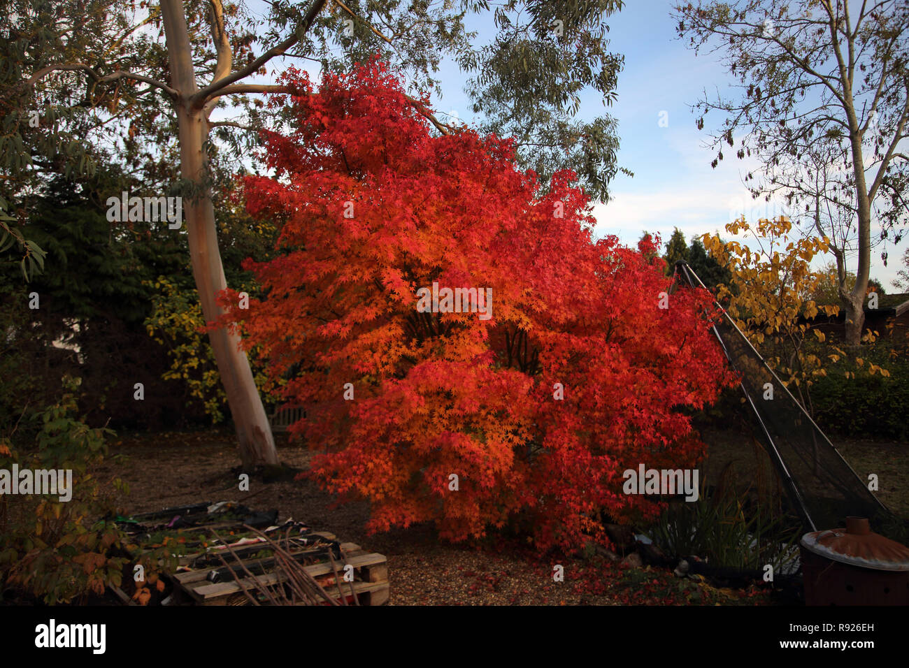 Acer tree in Autumn in Garden Surrey England Stock Photo - Alamy