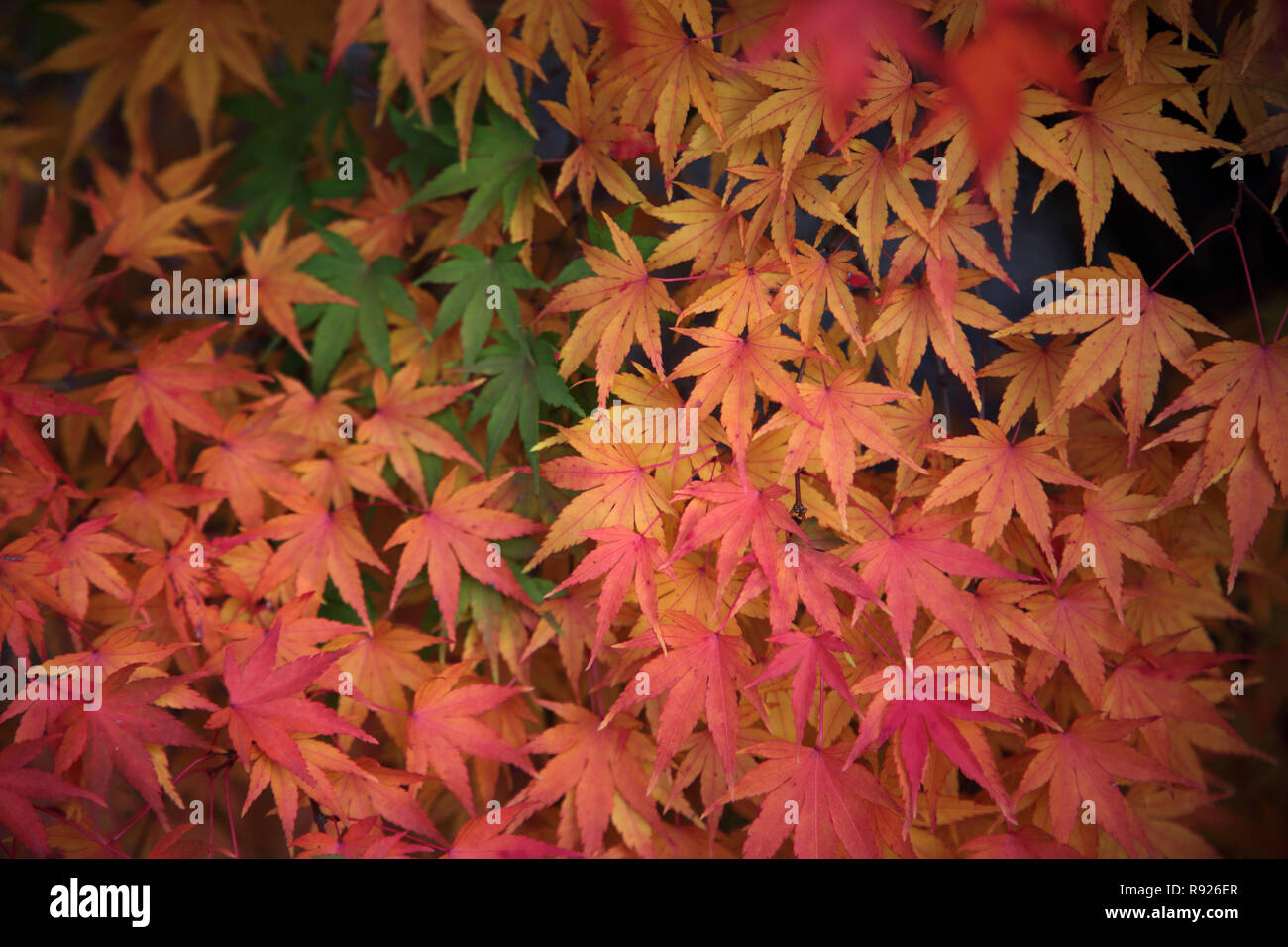 Acer tree hi-res stock photography and images - Alamy