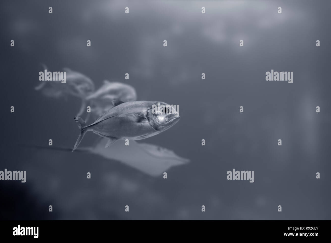 Xareu fish passing by. Converted black and white. Toned blue Stock ...